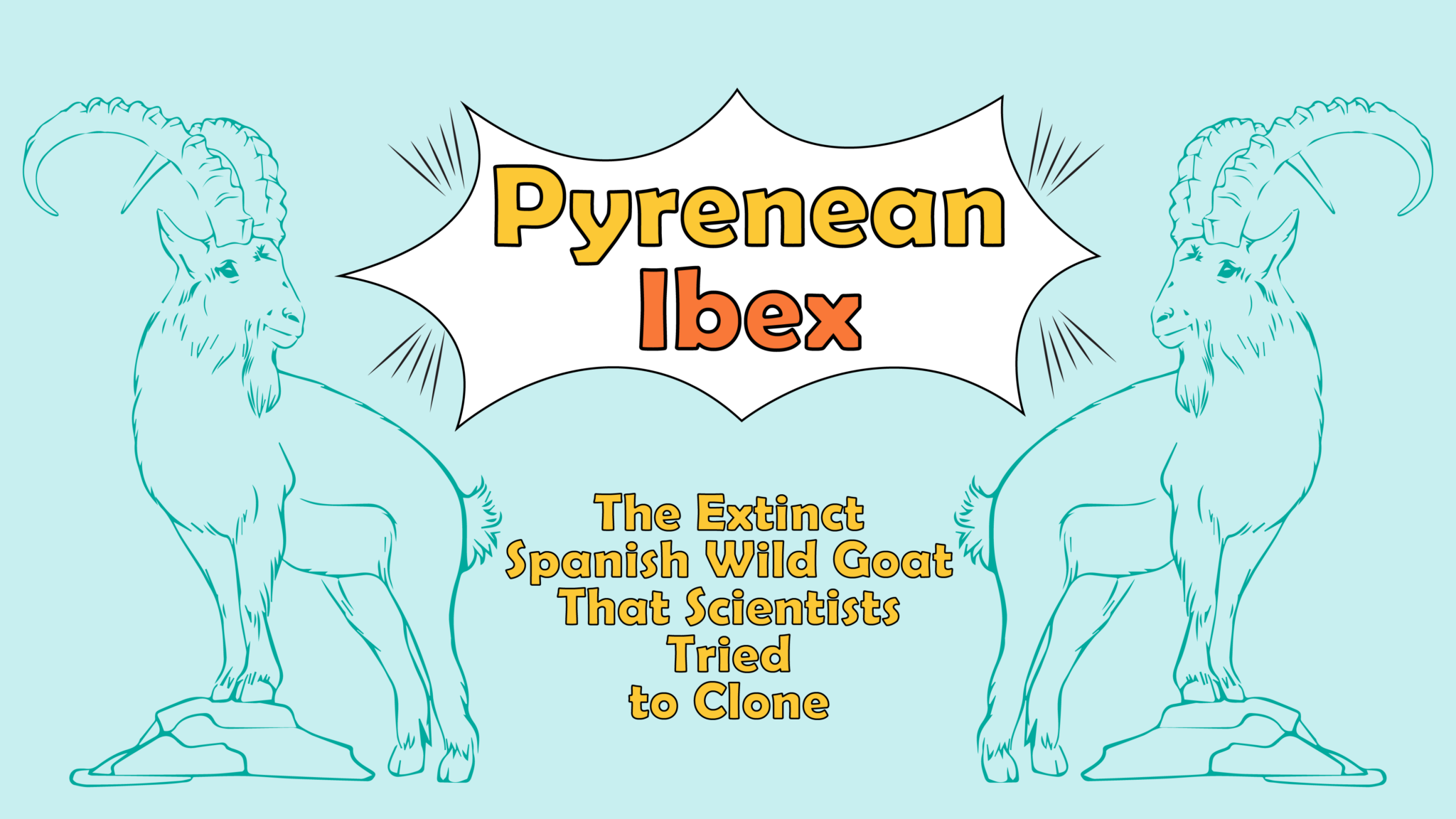 Pyrenean Ibex: The Extinct Spanish Wild Goat That Scientists Tried to ...