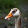 Goose: 9 Super Facts about the Migratory Bird - LearningMole