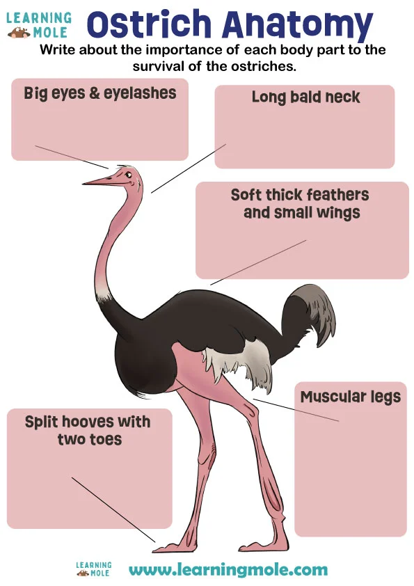 Animals Resources and Activities for Kids