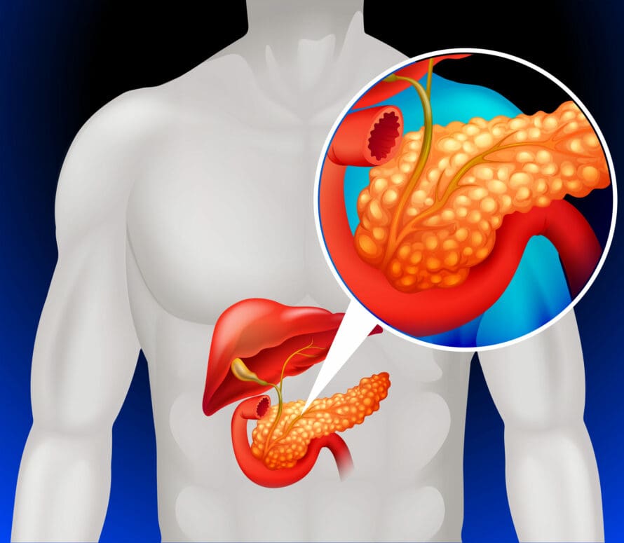 Pancreas Facts for Kids - 5 Powerful Facts about The Pancreas ...