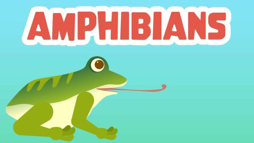 Amphibians - LearningMole