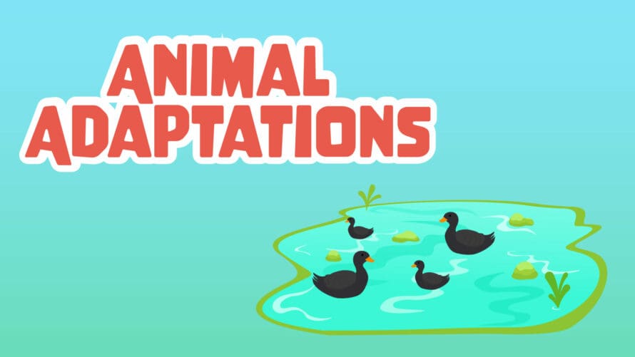 Animal Adaptations - LearningMole