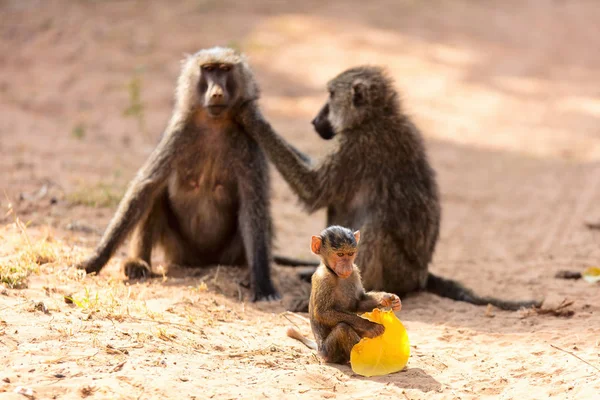 Baboons, how do they work and 10 Interesting Facts about them ...