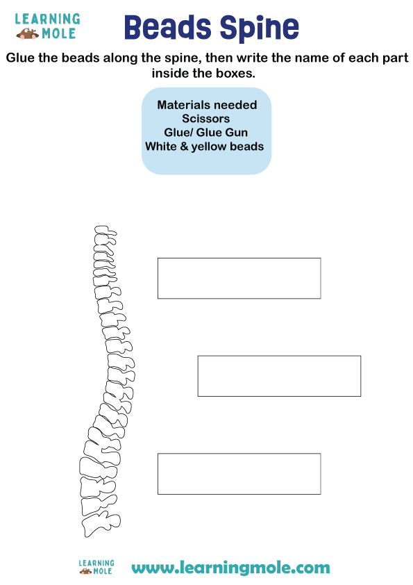 Spine - LearningMole