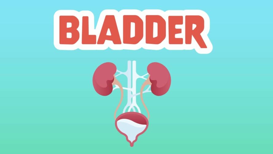 Bladder - LearningMole