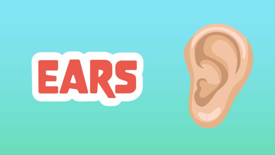 Ears - LearningMole