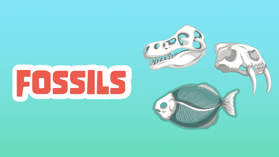 Fossils - LearningMole
