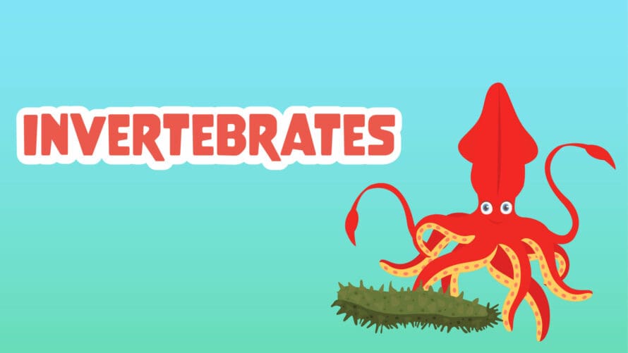 Invertebrates - LearningMole