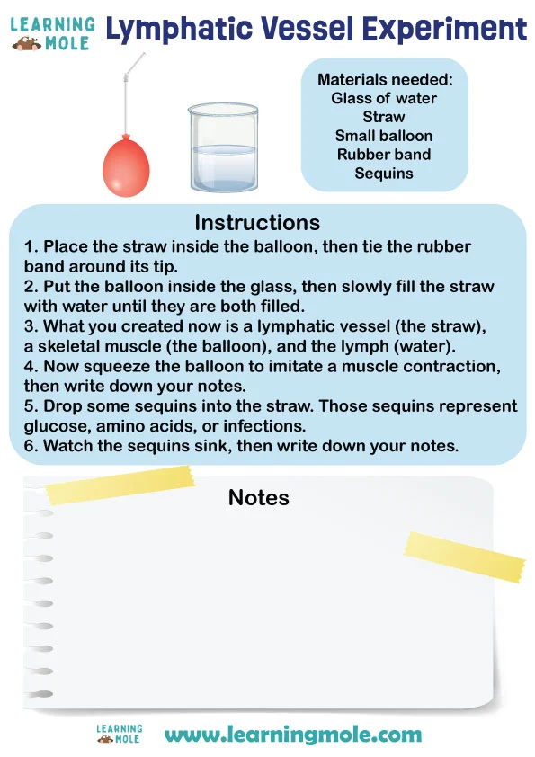Lymphatic System - LearningMole