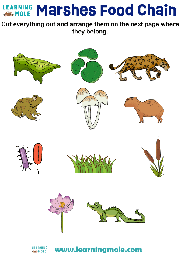 Marshes - LearningMole