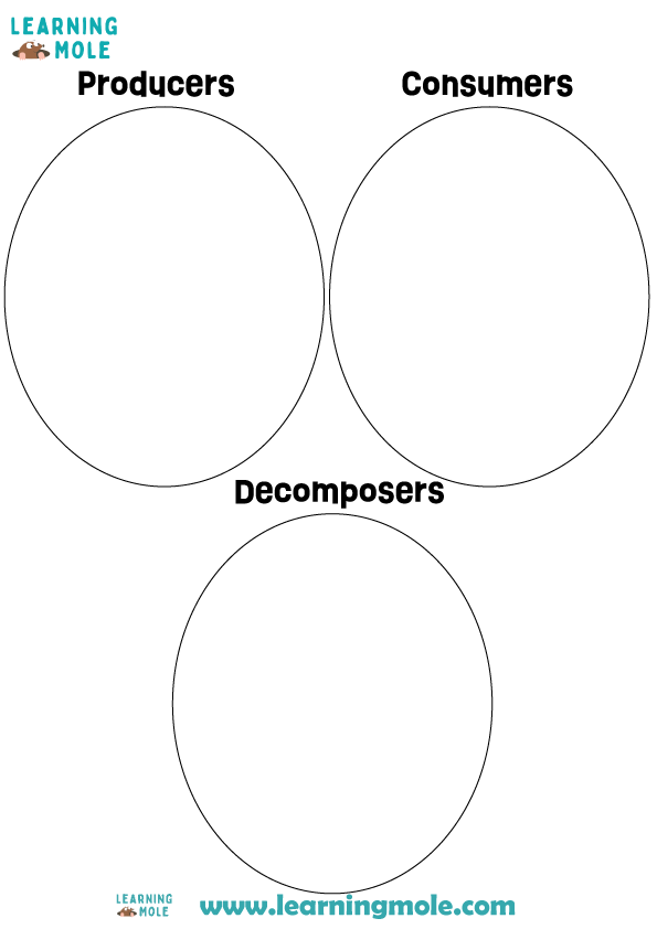 Marshes - LearningMole