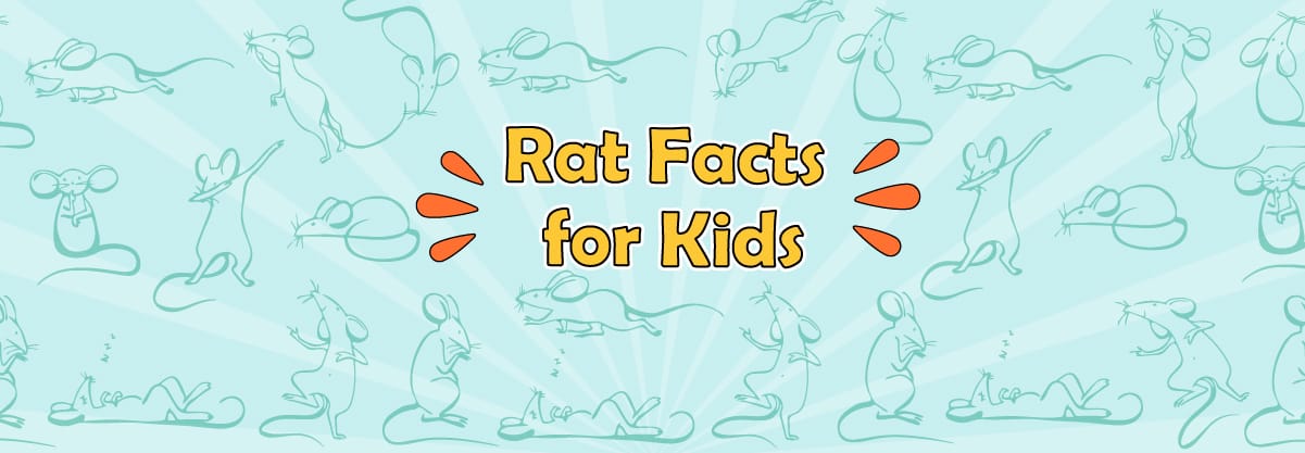 Incredible Rat Facts for Kids - LearningMole