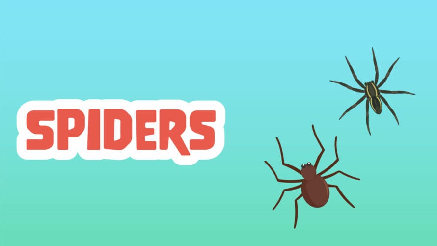 Spiders - LearningMole