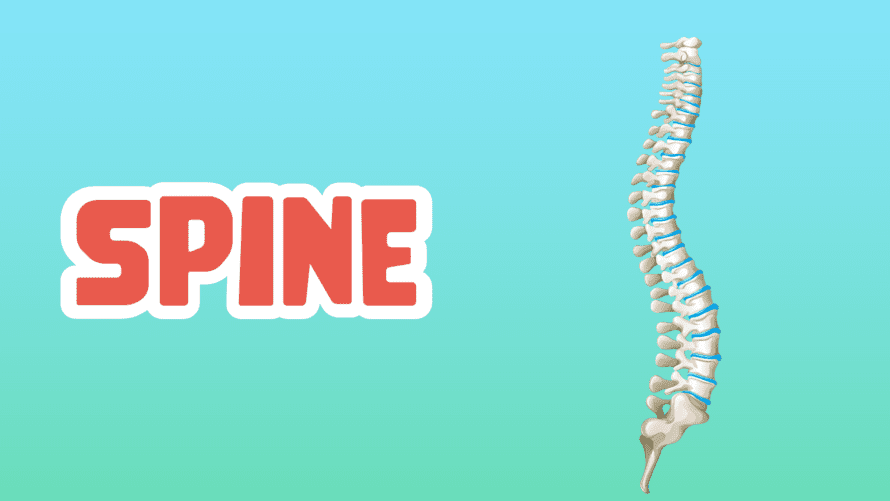 Spine - LearningMole