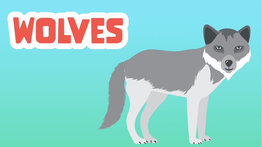 Wolves - LearningMole