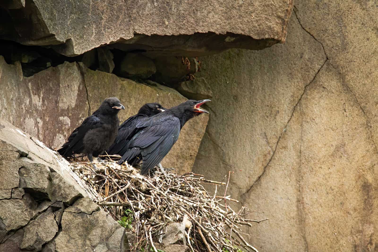 Crows: 10 Facts to Know about the Black Bird - LearningMole