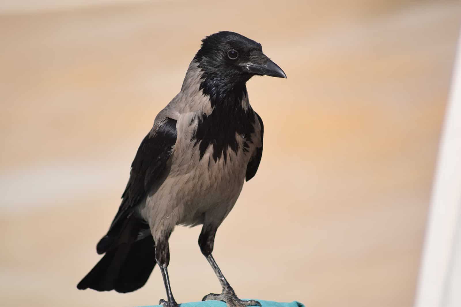 Crows: 10 Facts to Know about the Black Bird - LearningMole
