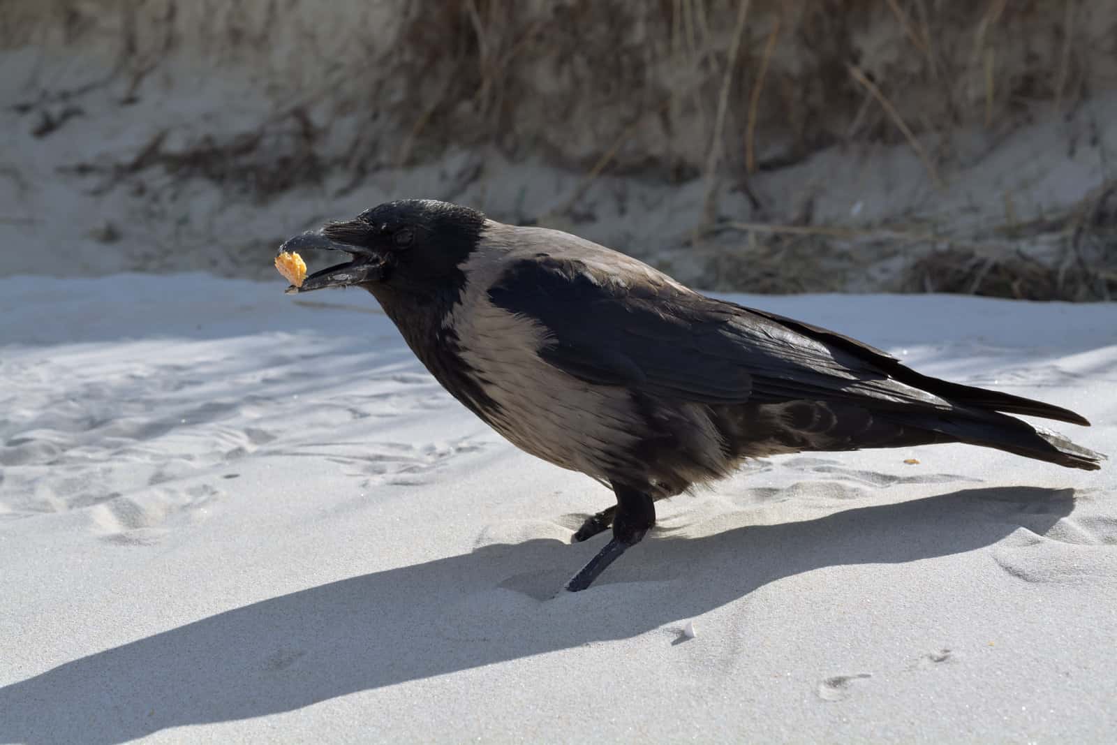 Crows: 10 Facts to Know about the Black Bird - LearningMole