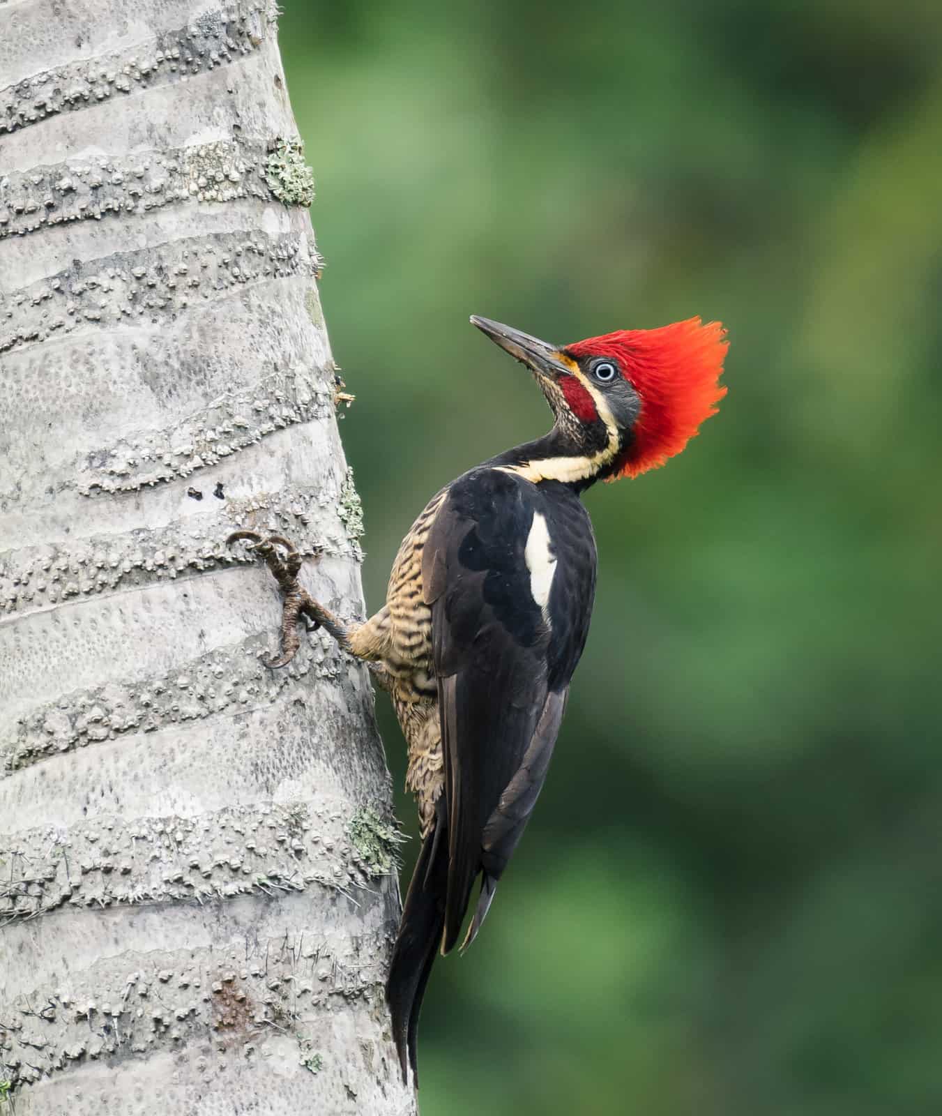 14 Amazing Facts About Woodpeckers Learningmole