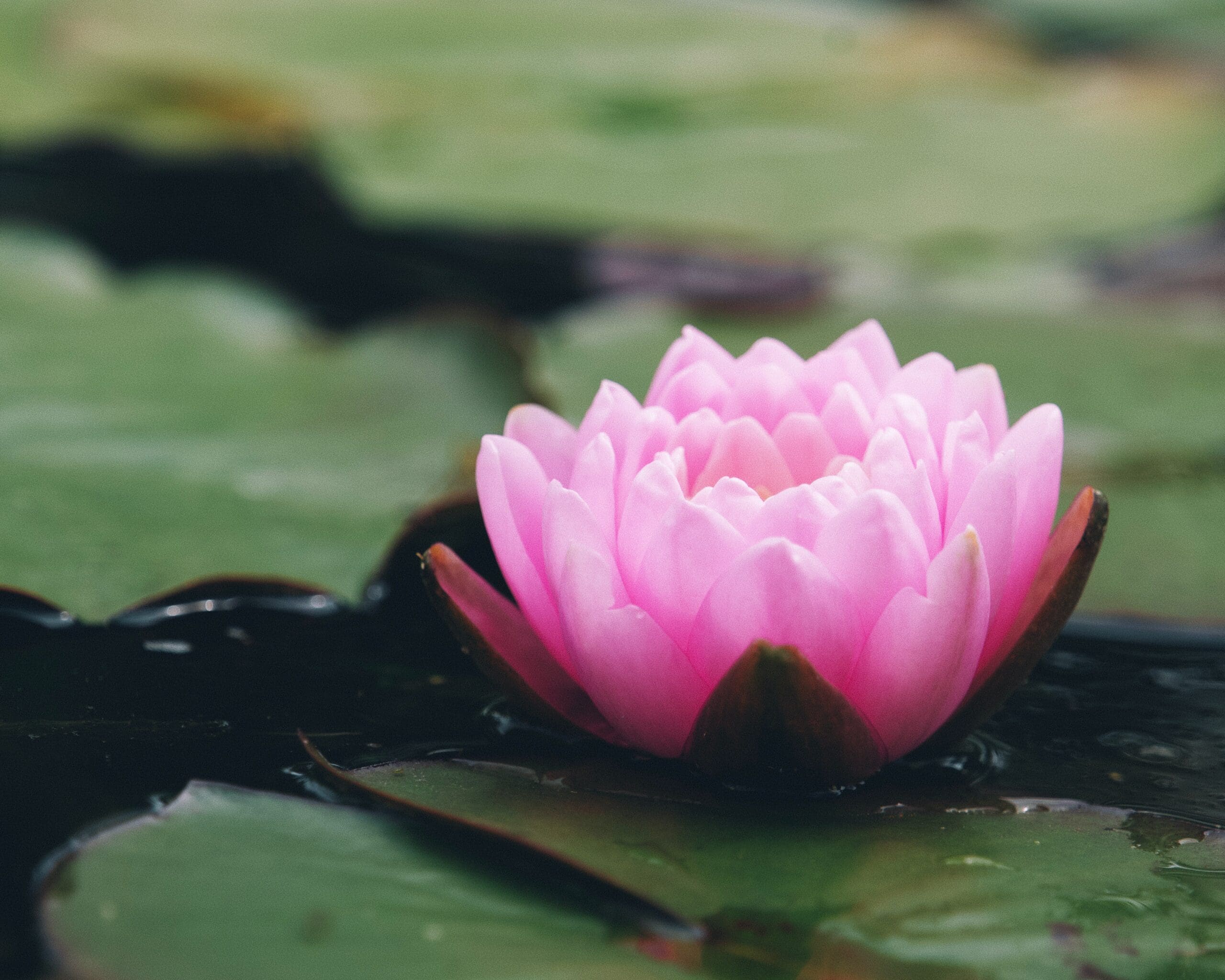Aquatic Plants Facts For Kids 5 Powerful Facts About Aquatic Plants aquatic-plants-facts-for-kids-5-powerful-facts-about-aquatic-plants