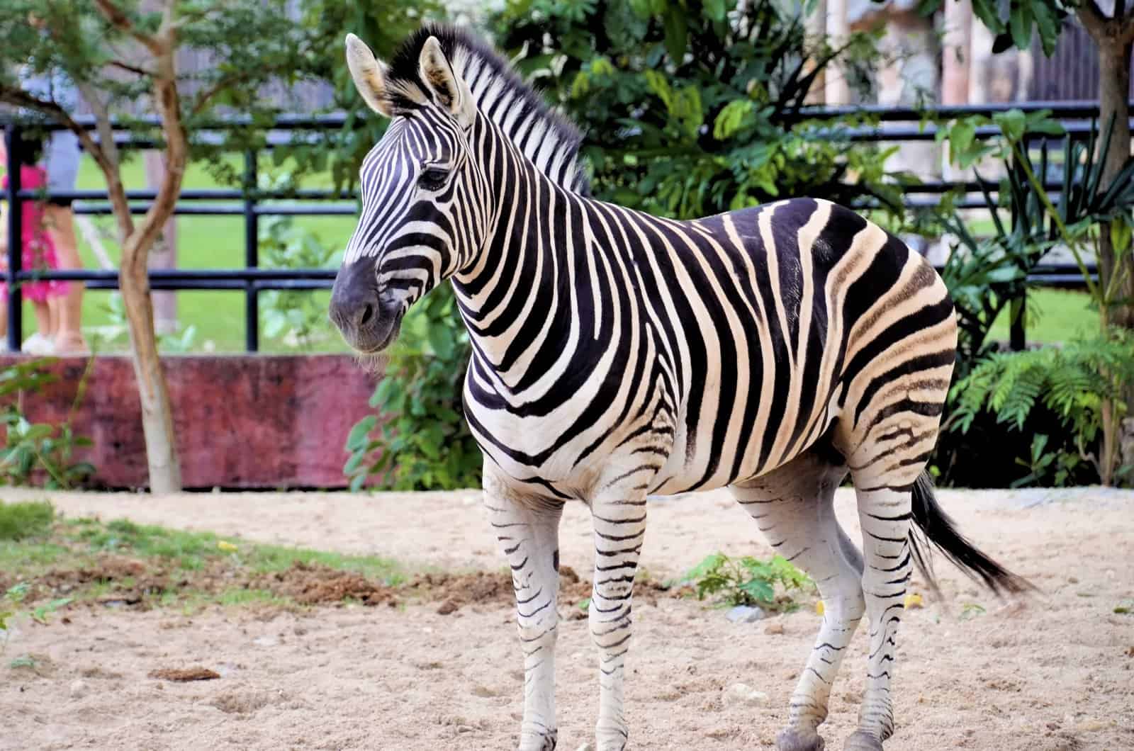 Quagga: Amazing Facts for Kids about Zebra's Extinct Cousin - LearningMole