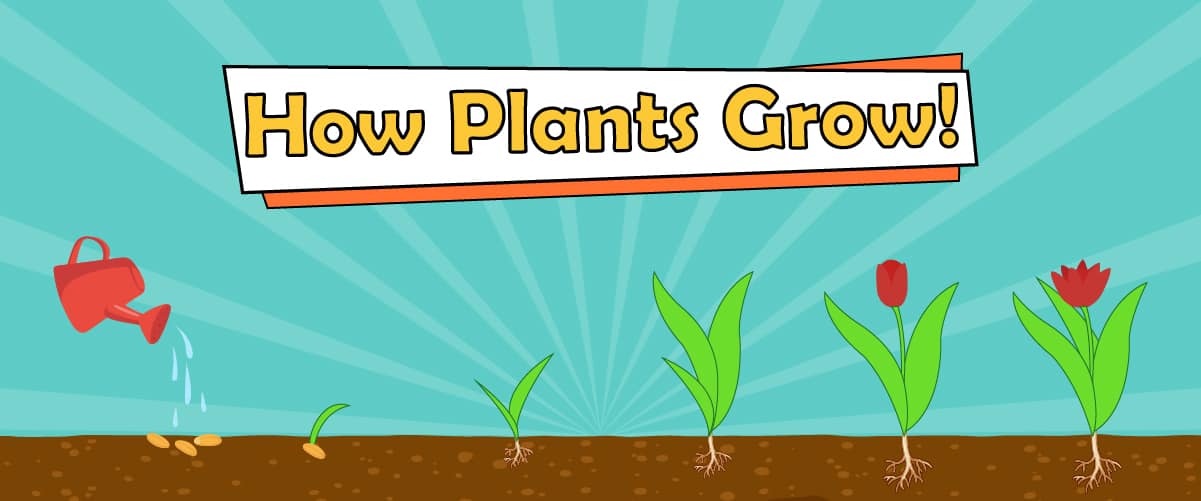 How Plants Grow, 6 Interesting Stages a Plant Goes Through - LearningMole