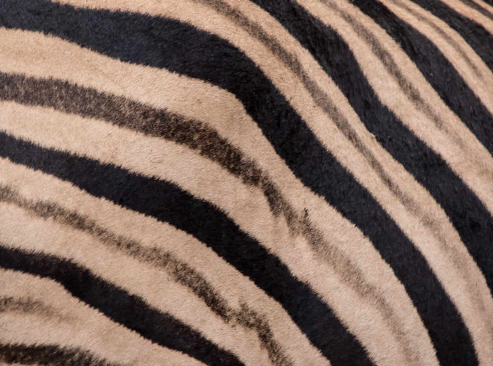 Quagga: Amazing Facts for Kids about Zebra's Extinct Cousin - LearningMole