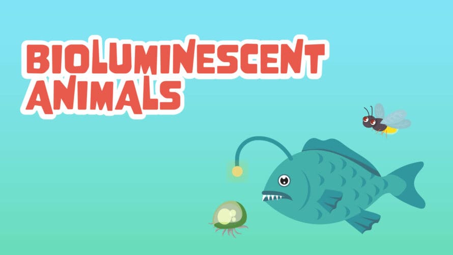 Bioluminescent Animals - LearningMole