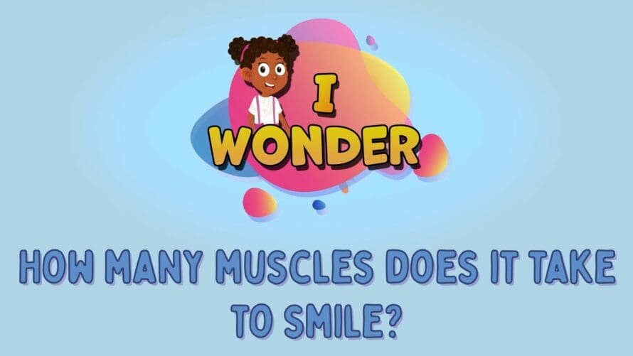 How Many Muscles Does It Take To Smile? - LearningMole