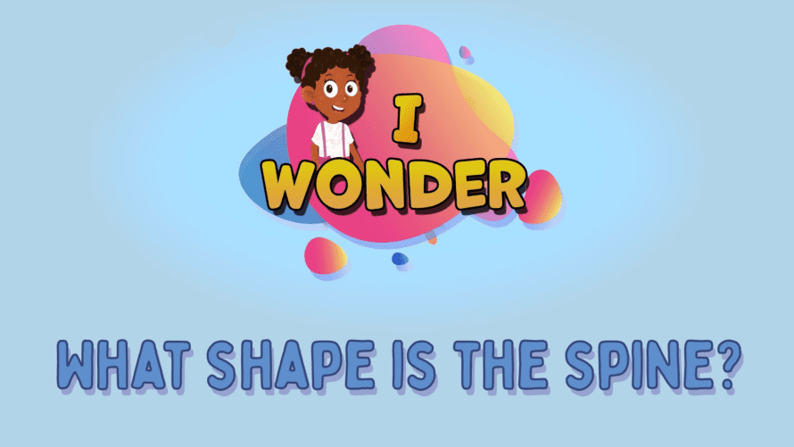 What Shape Is The Spine? - LearningMole
