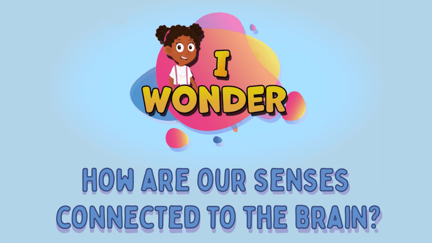 How Are Our Senses Connected To The Brain? - LearningMole