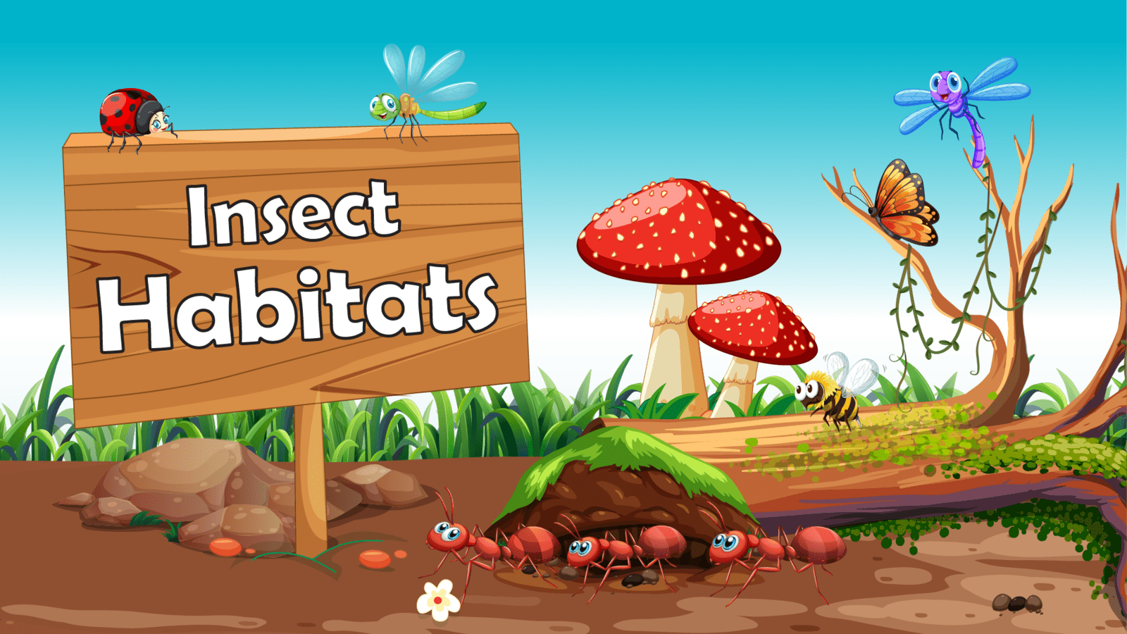 Insect Habitats - LearningMole