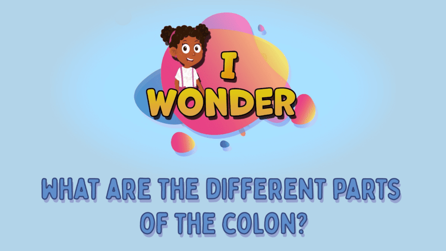 What Are The Different Parts Of The Colon? - LearningMole
