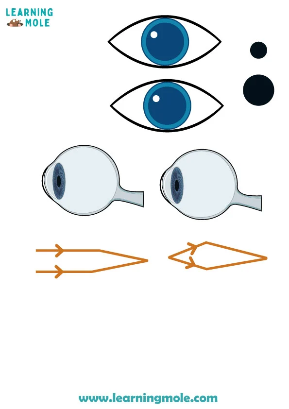 Eye - LearningMole
