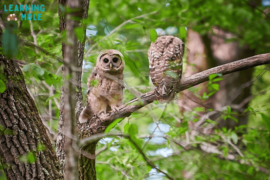 Owls: Masters of the Night, Facing Their Own Predators - LearningMole