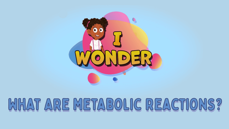 What Are Metabolic Reactions? - LearningMole
