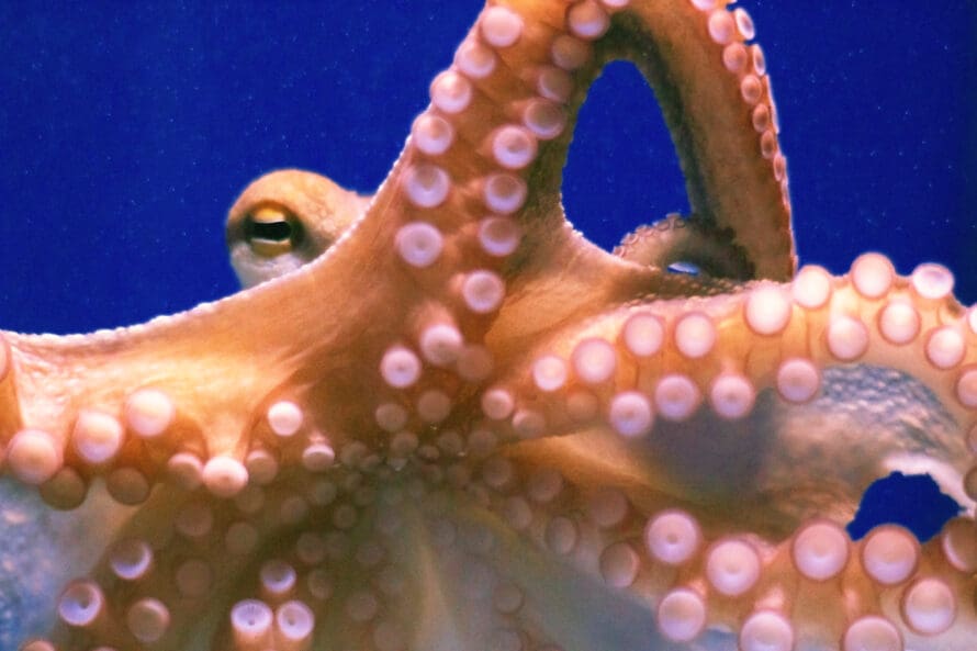 Octopuses: 11 Amazing Superpowers of the Eight-Limbed Marine Animal ...