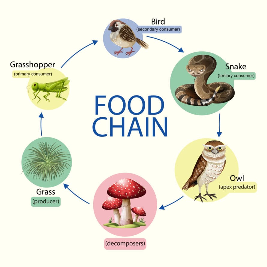 Food Web Facts for Kids - 5 Wonderful Facts