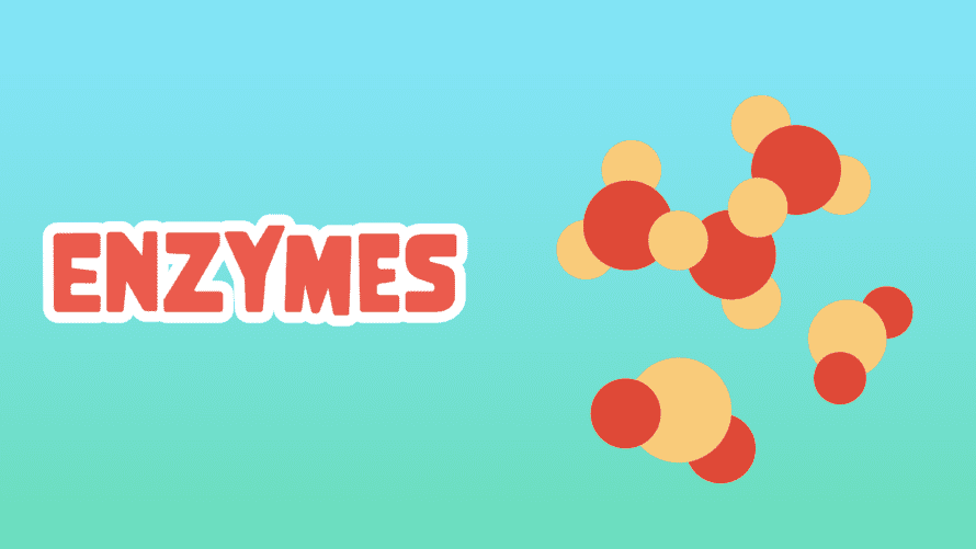 Enzymes - LearningMole