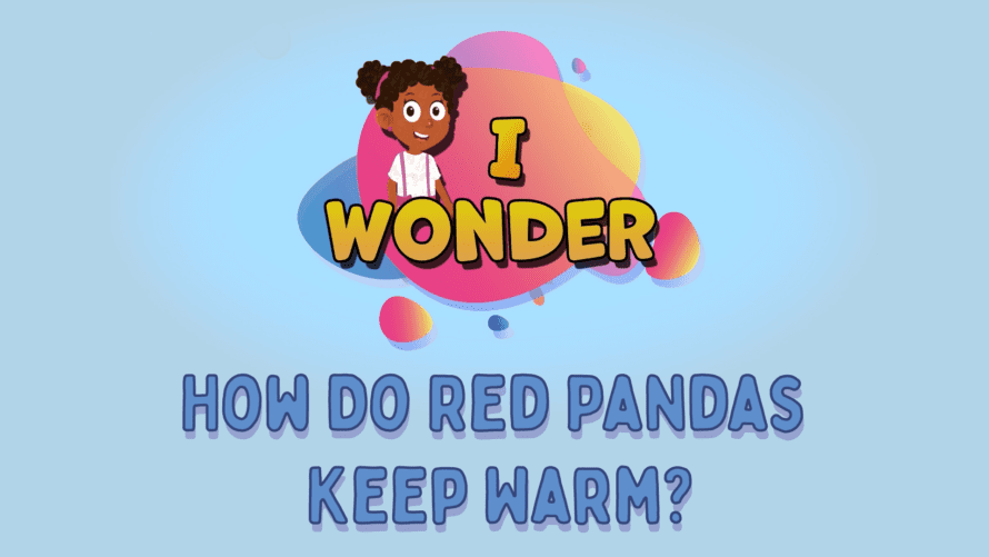 How Do Red Pandas Keep Warm? - LearningMole