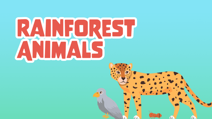 Rainforest Animals - LearningMole