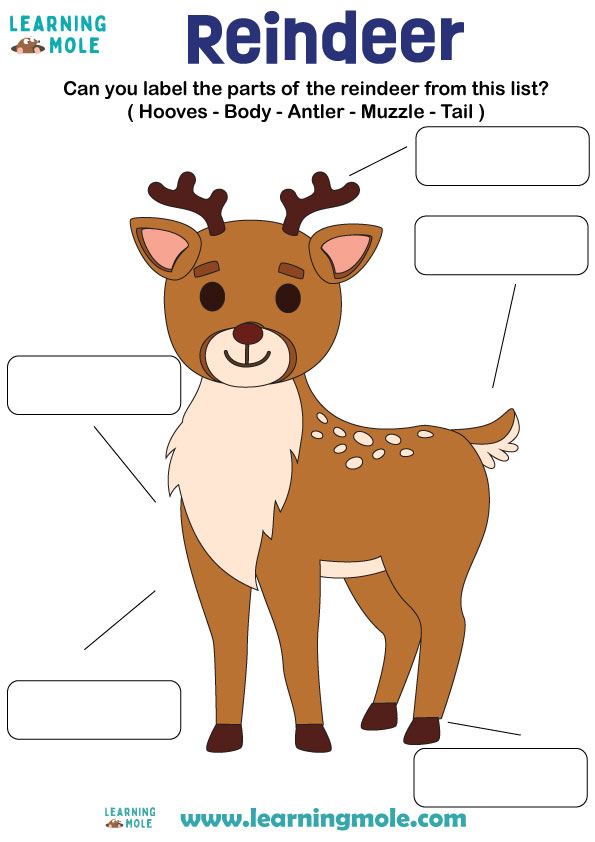 Reindeer - LearningMole