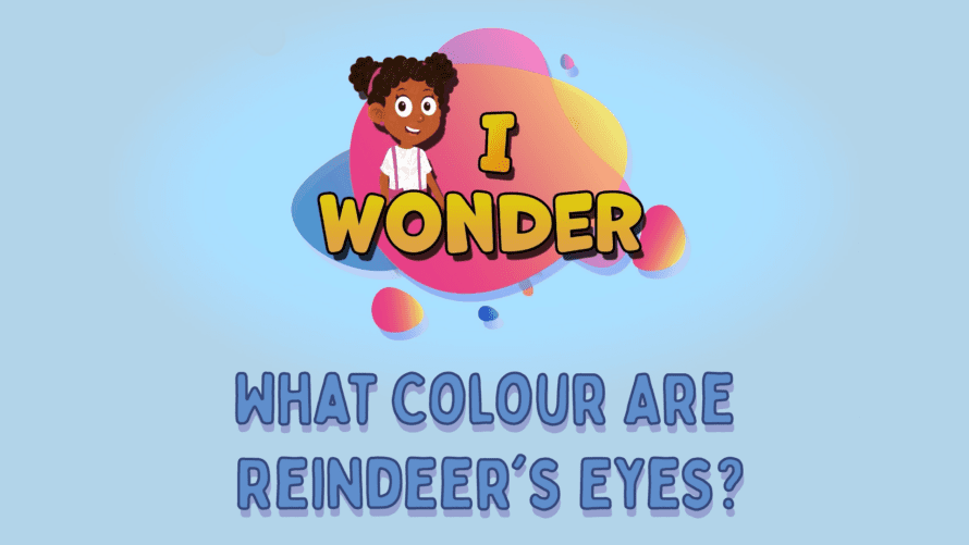 What Colour Are Reindeer's Eyes? - LearningMole