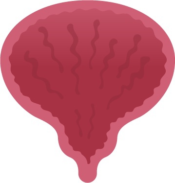 Bladder Facts for Kids - 5 Beautiful Facts