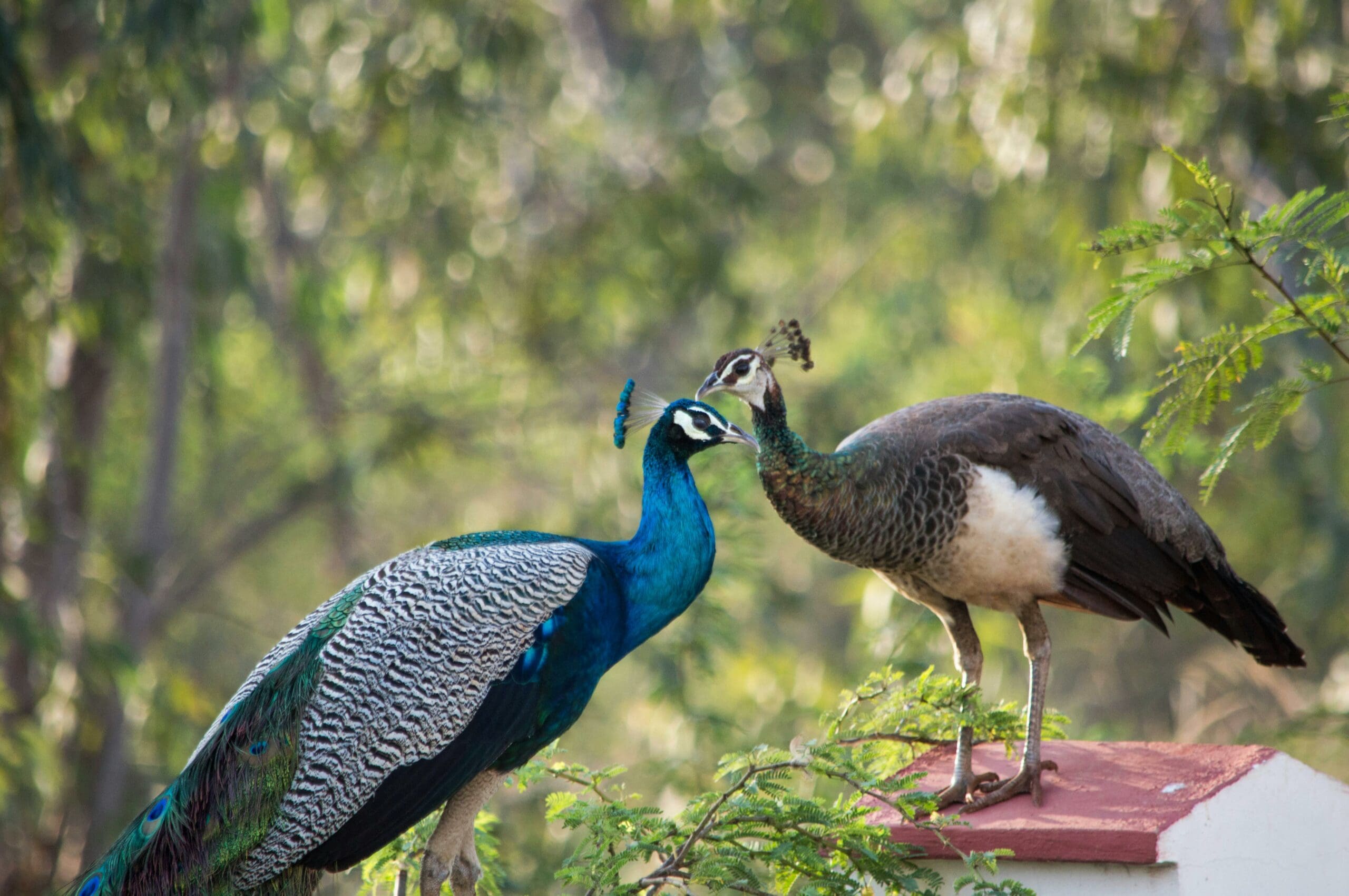 Peacocks Facts for Kids - 5 Playful Facts