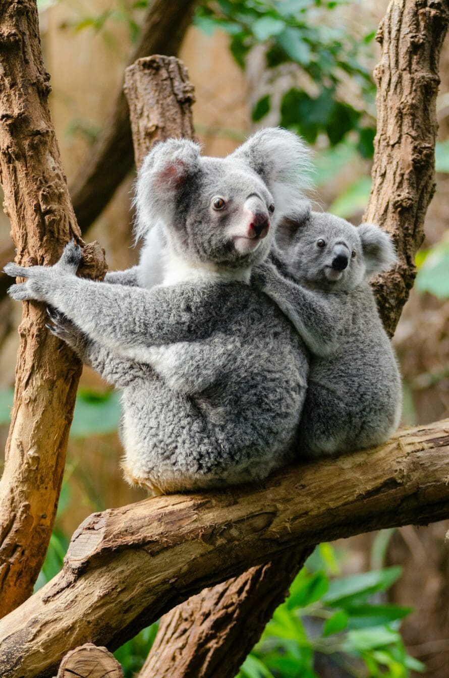 Koalas Facts for Kids - 5 Cool Facts about Koalas - LearningMole