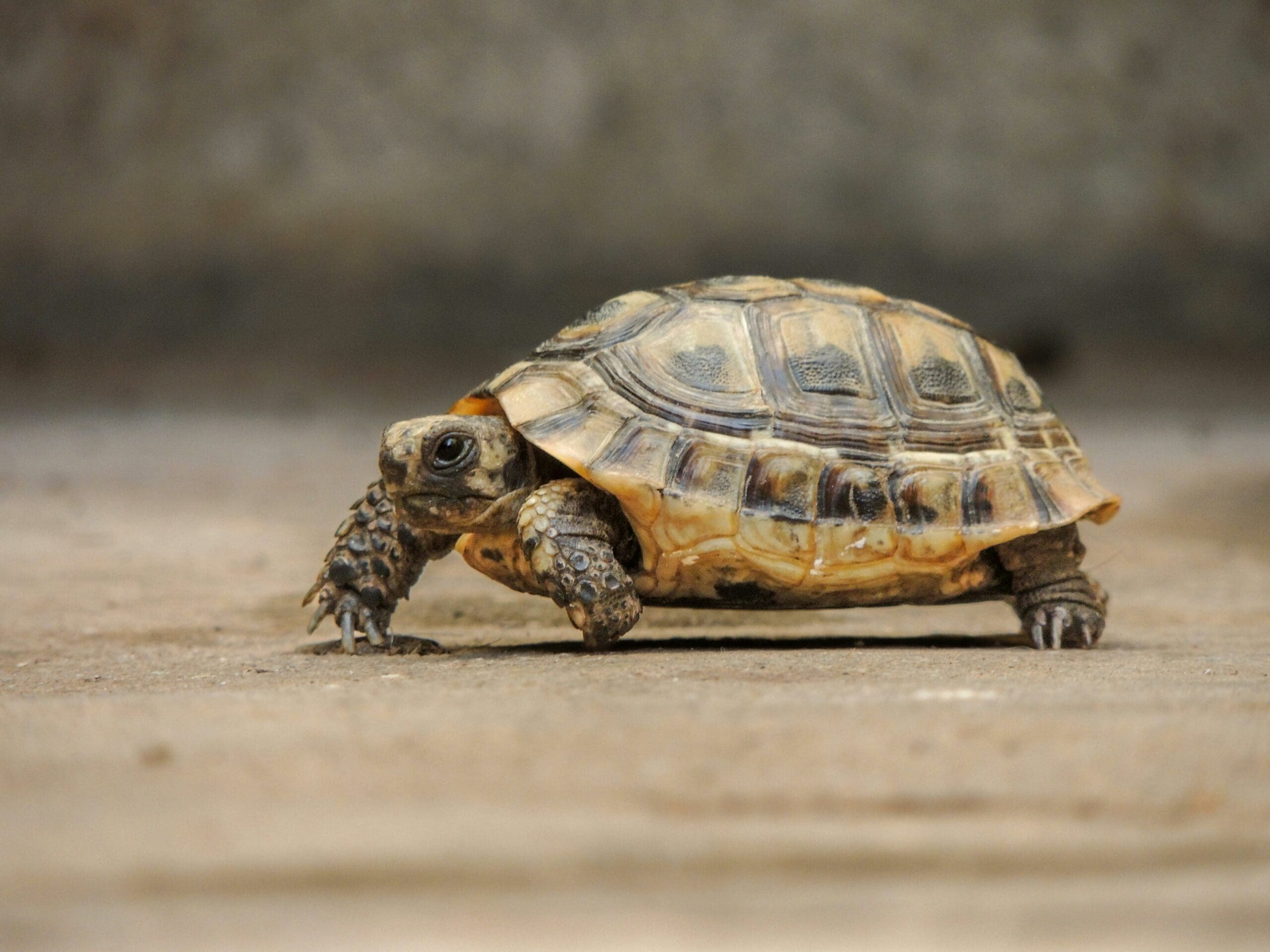Tortoises Facts for Kids - 5 Terrific Facts