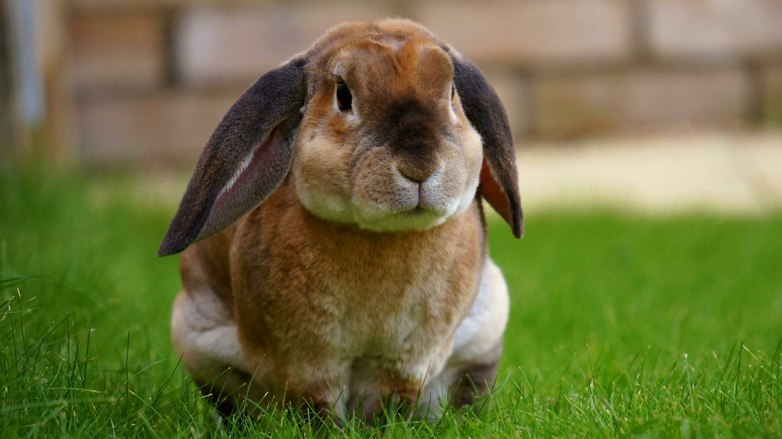 Rabbits Facts for Kids - 5 Riveting Facts about Rabbits - LearningMole