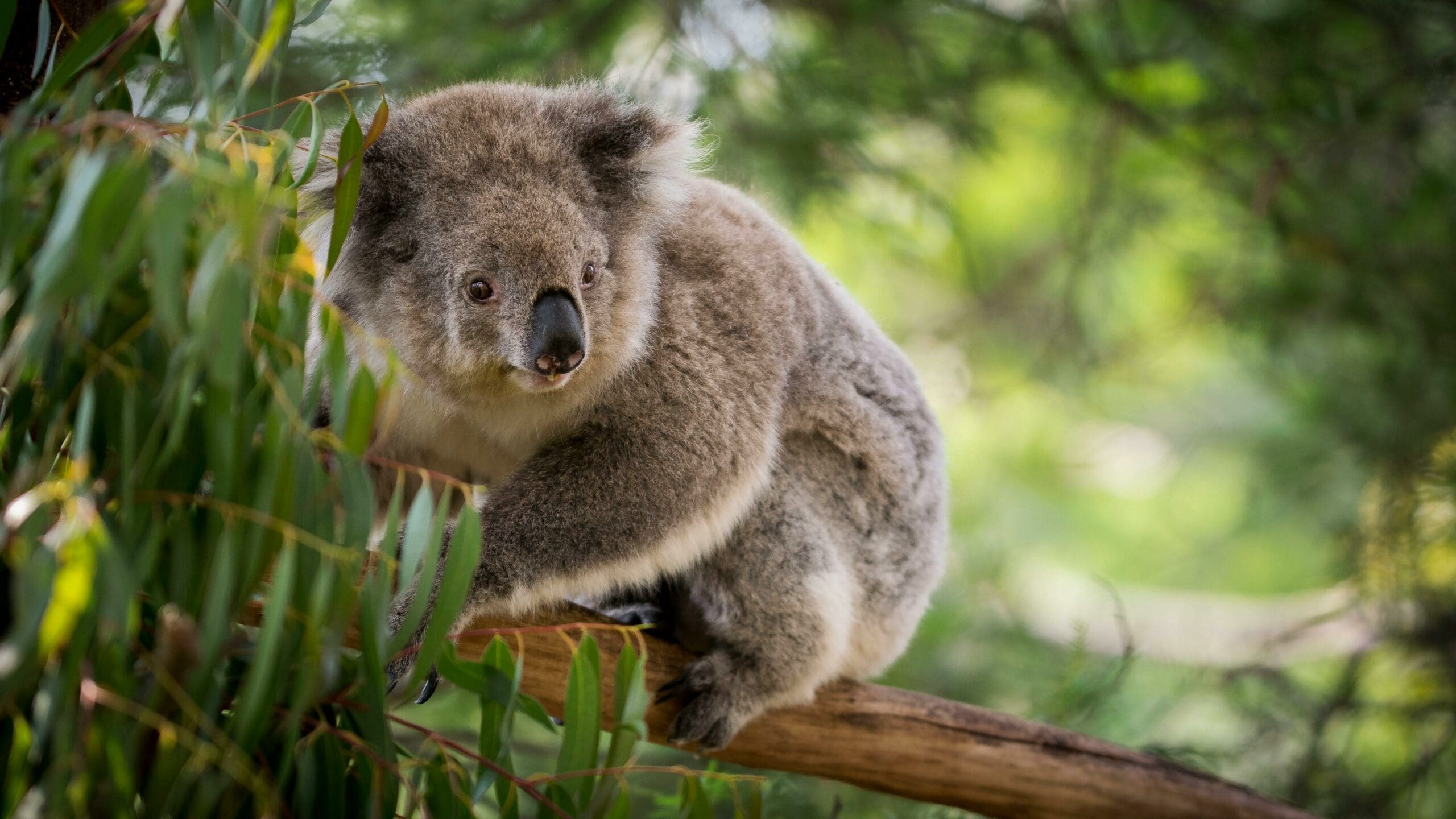 Koalas Facts for Kids - 5 Cool Facts about Koalas - LearningMole