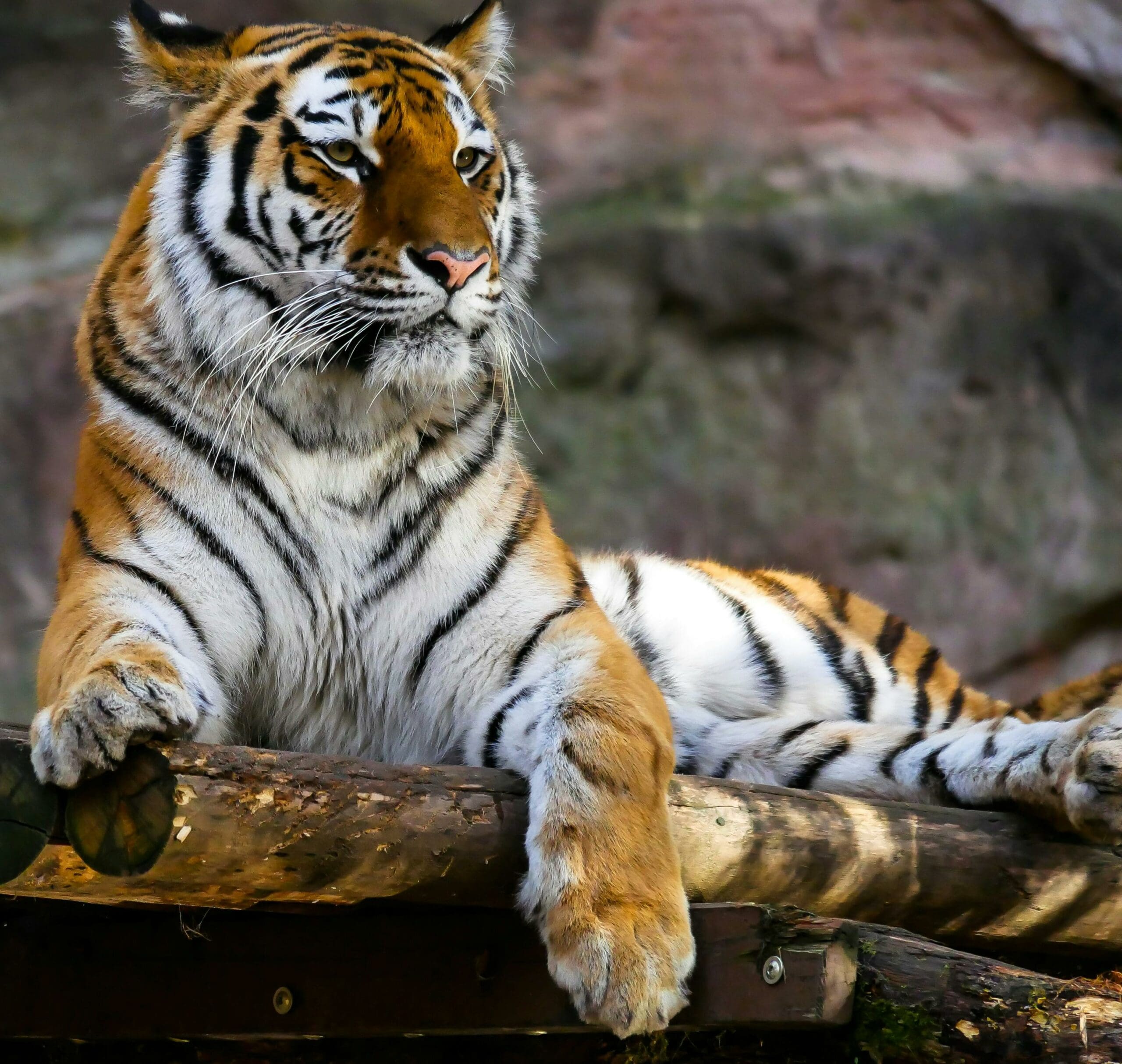 Animal Antics: Counting Legs, Spots, and Stripes